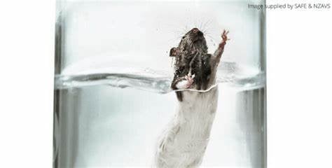 End cruel tests in NSW | Time to ban cruel and unscientific research ...