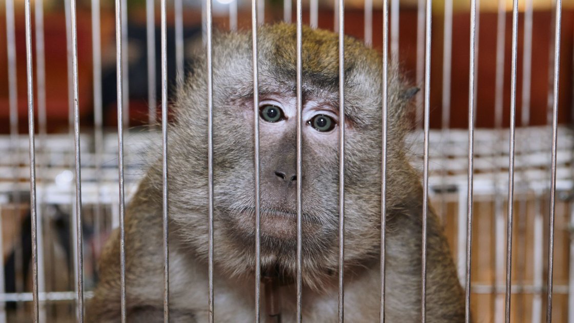Australian Government: Stop Funding Primate Experiments! | End Primate ...